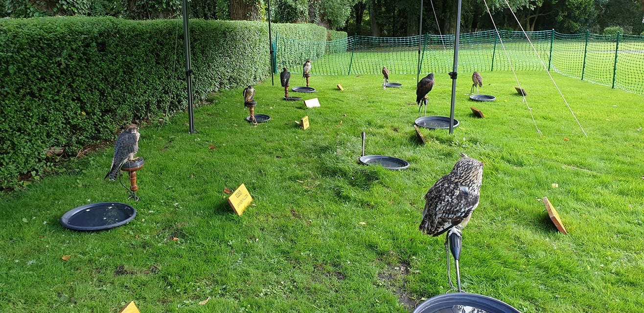Static & Flying Displays - Horus Birds of Prey